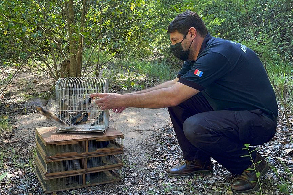 Día Mundial de las Aves: liberan más de 50 especies en Ascochinga - El ...