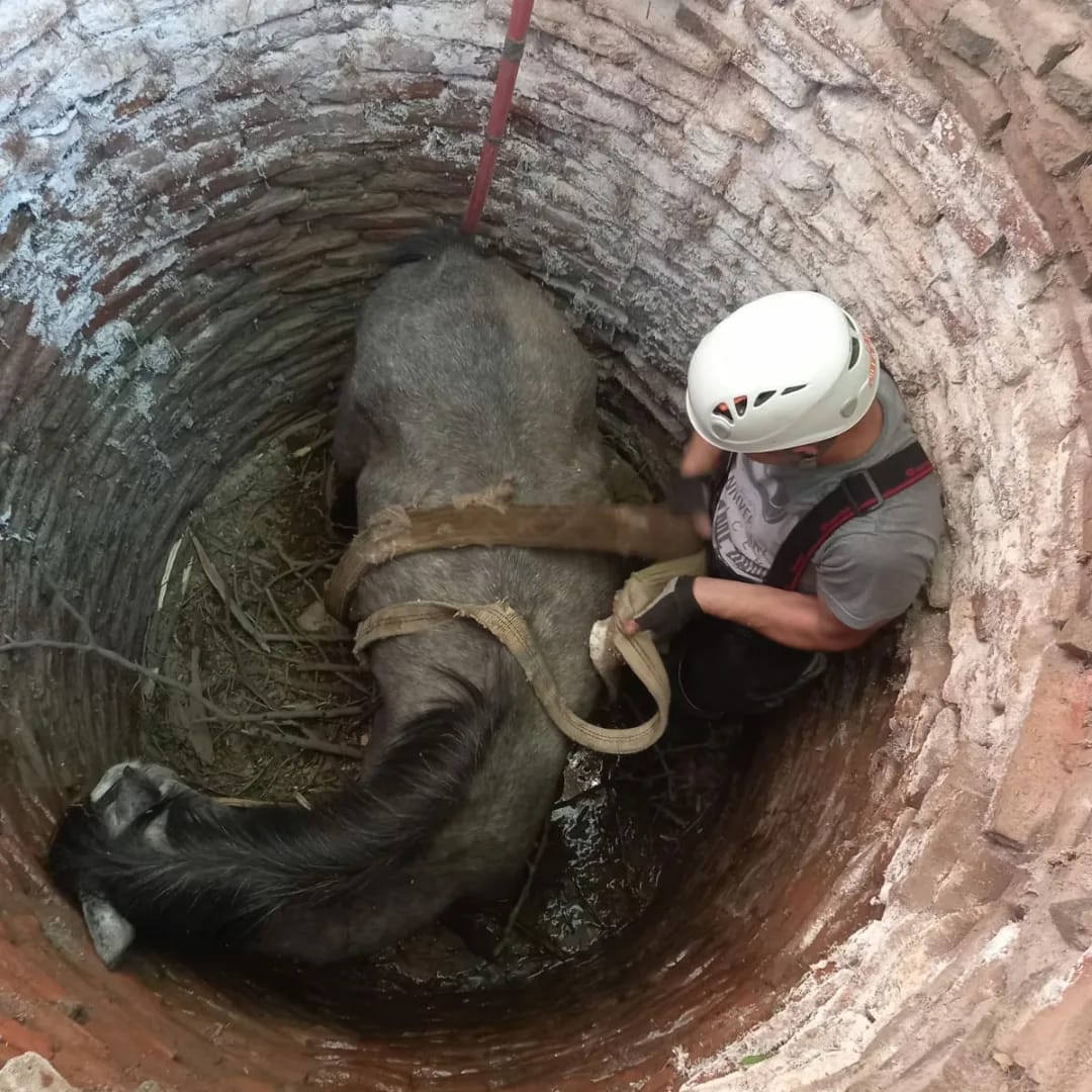 Rescataron un caballo que se había caído a un pozo de 5 metros - El ...